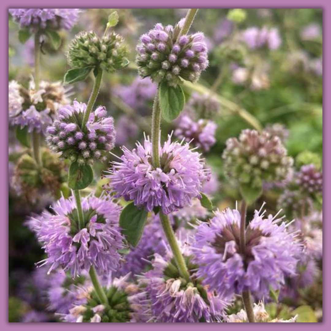 Buy 100 Pure Pennyroyal Essential Oil In Bulk And Retail — Sva Naturals