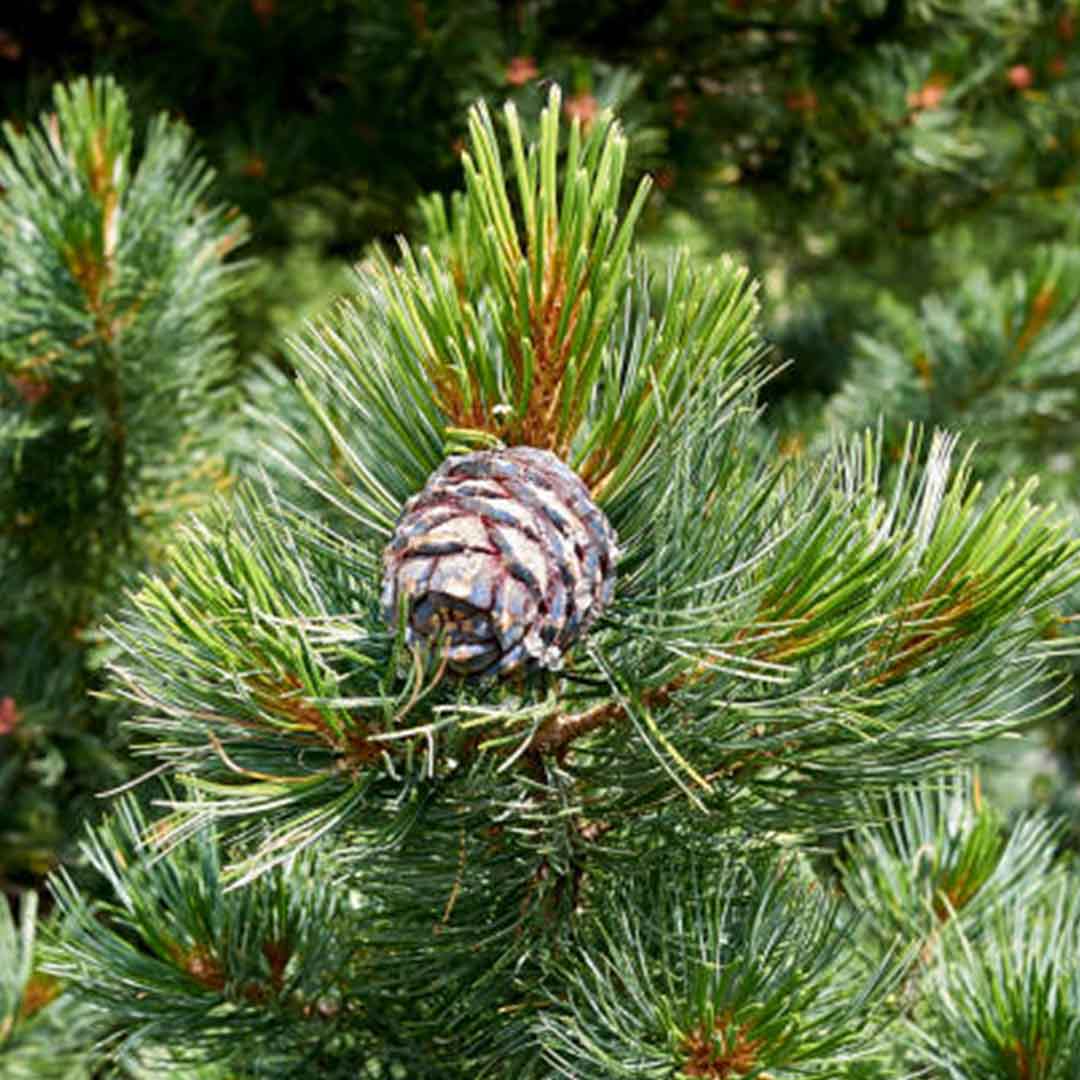 Swiss Stone Pine Oil, Swiss Stone Pine Oil Wholesale, Purchase Online ...