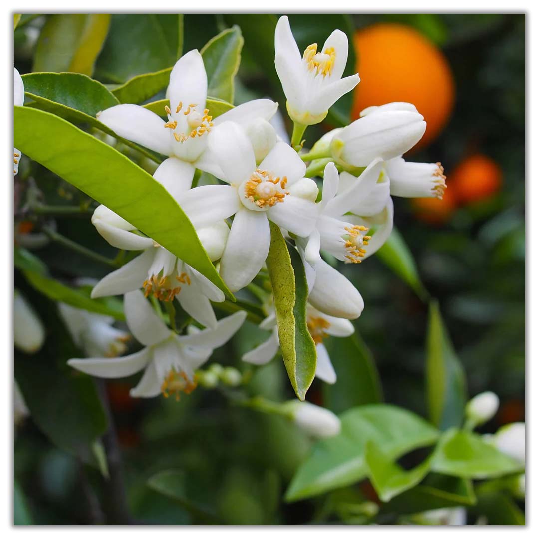 Buy 100% Pure Neroli Essential Oil in Bulk & Retail — SVA Naturals ...