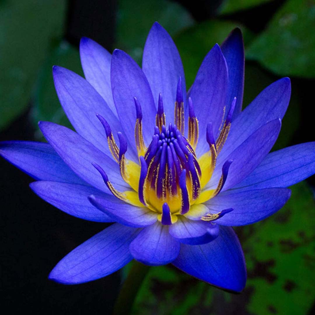 Buy Online Blue Lotus Absolute from Top Bulk Exporter of Absolutes ...