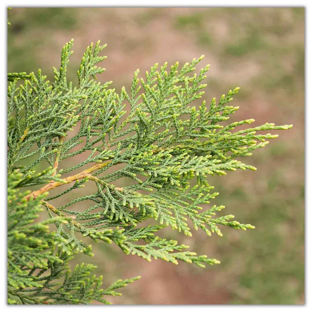 Buy 100% Pure Cypress Essential Oil in Bulk & Retail – Sva Naturals