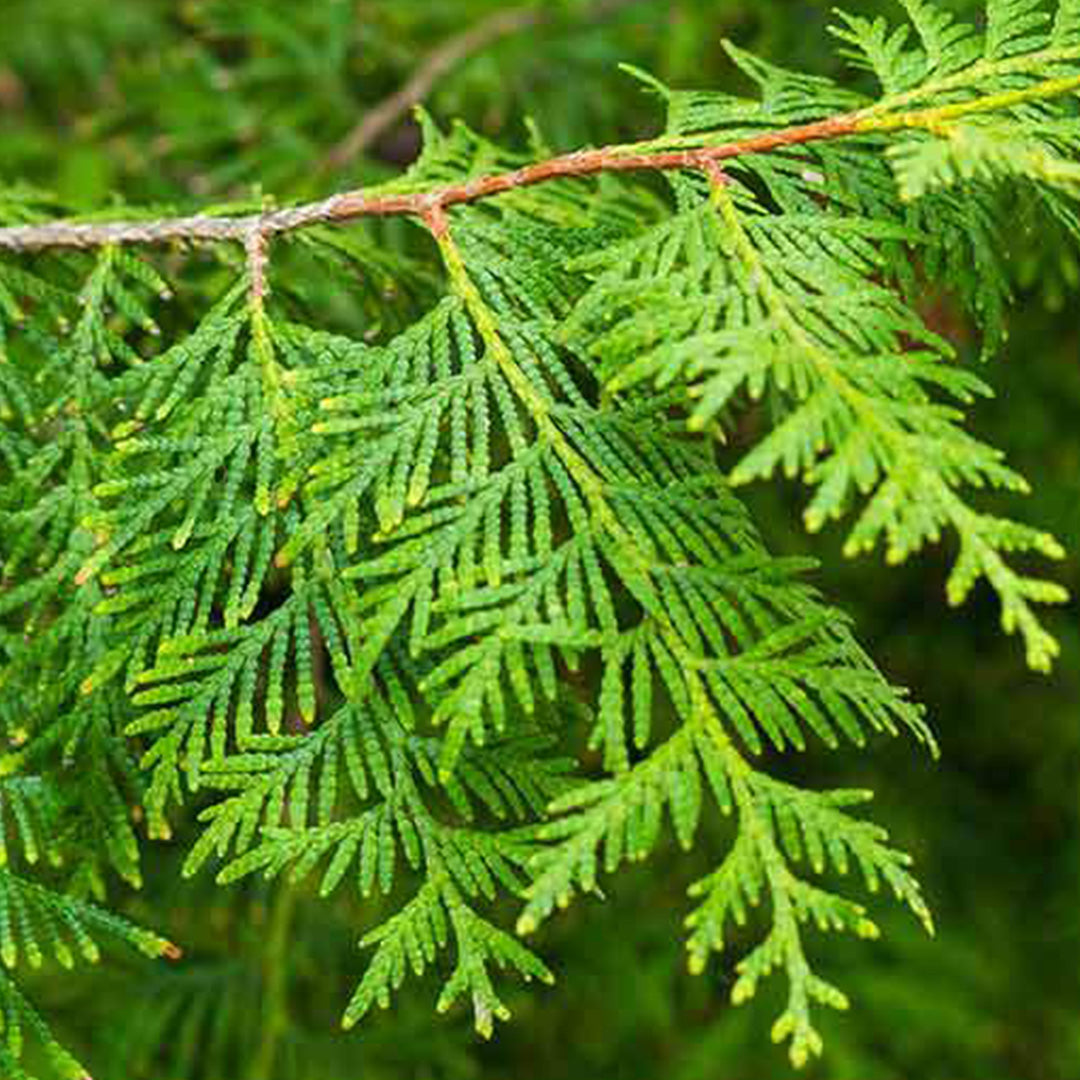 Buy 100% Pure Thuja Essential Oil in Bulk & Retail – Sva Naturals