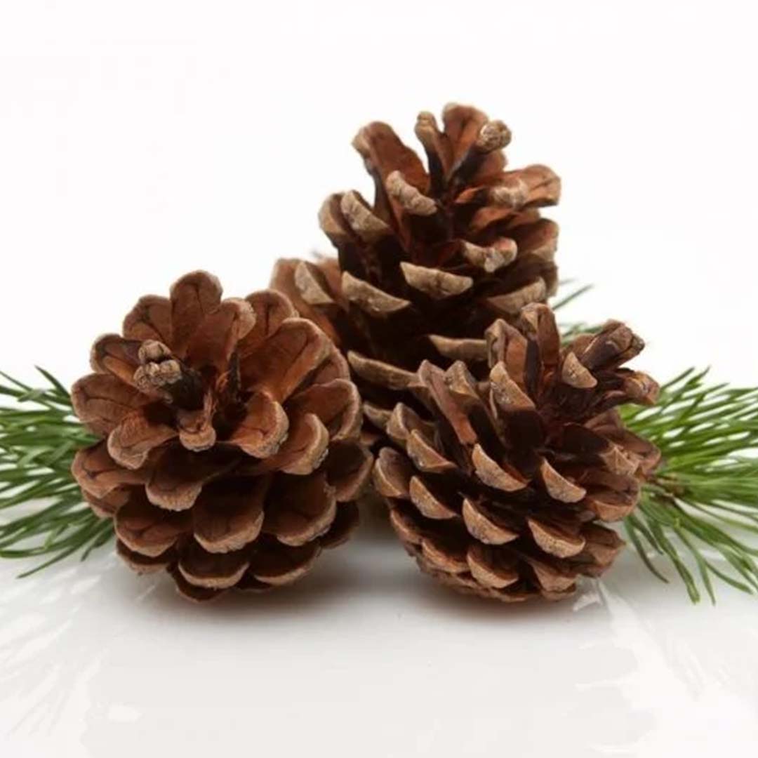 Buy 100% Pure Pine Essential Oil, Organic in Bulk & Retail – Sva Naturals