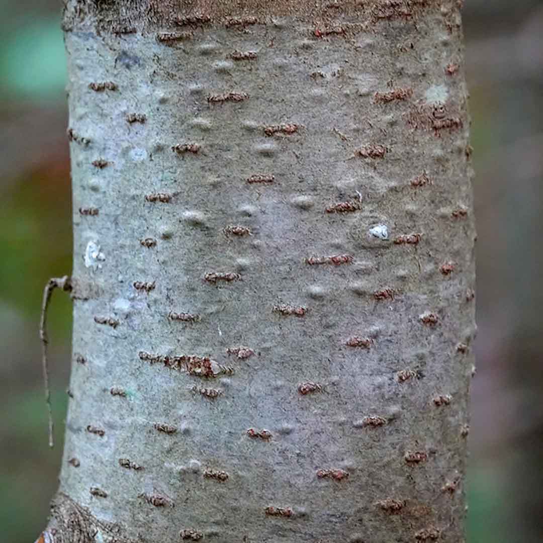 Buy 100% Pure Balsam Fir Bark Essential Oil, Organic in Bulk & Retail ...