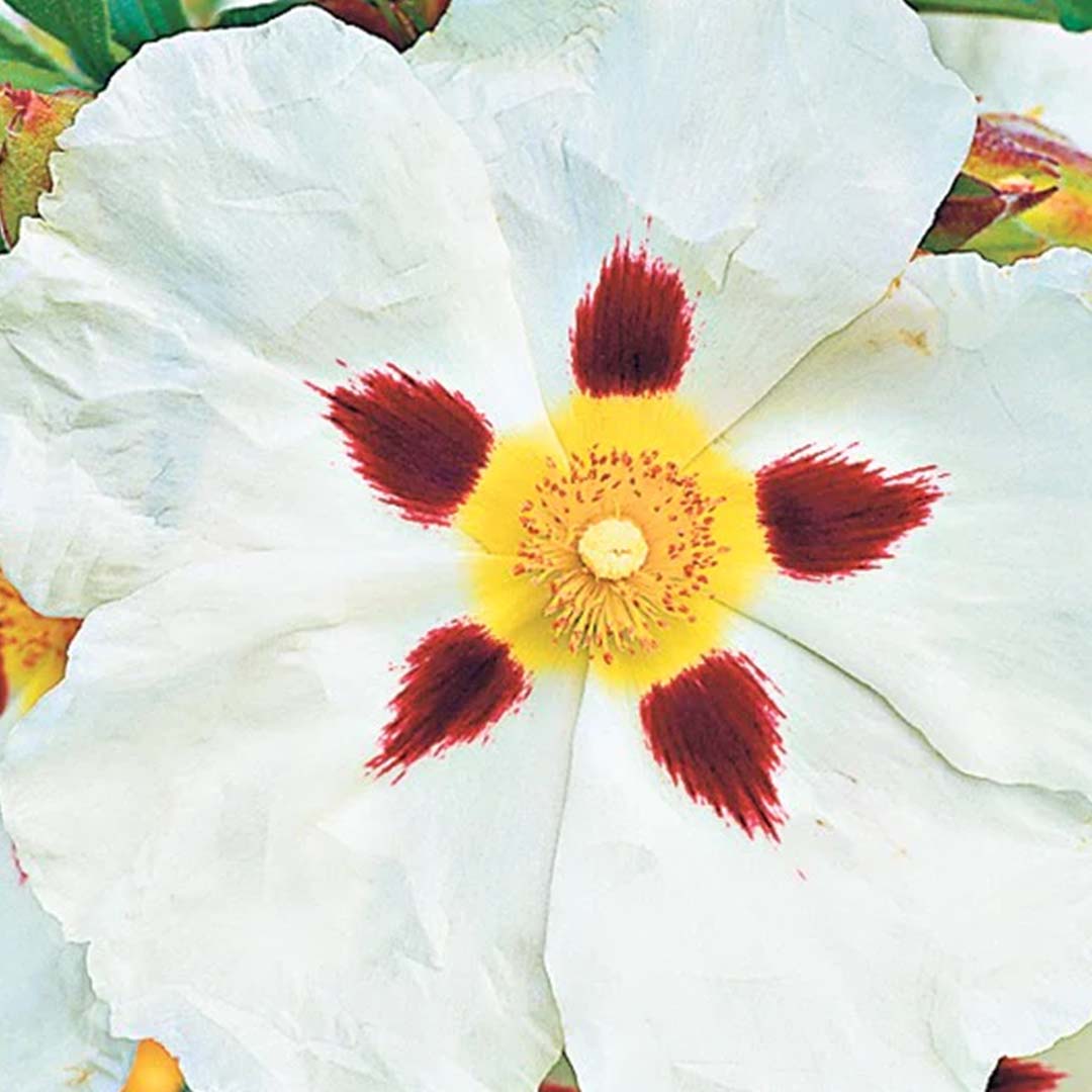 Cistus Absolute by SVA Naturals: Bulk Exporter & Manufacturer – Sva ...