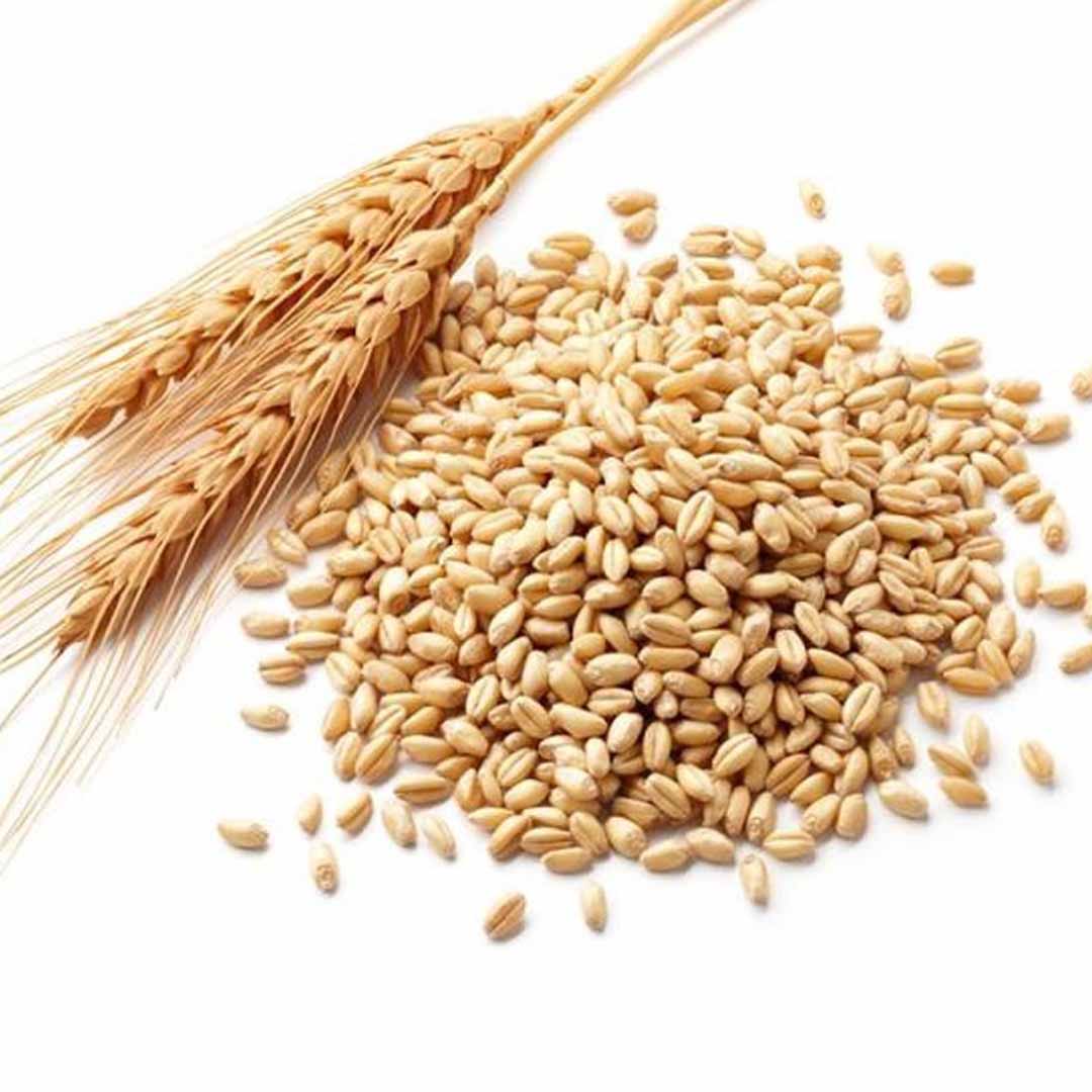 Buy 100% Pure Wheat Germ Oil in Bulk & Retail – Sva Naturals