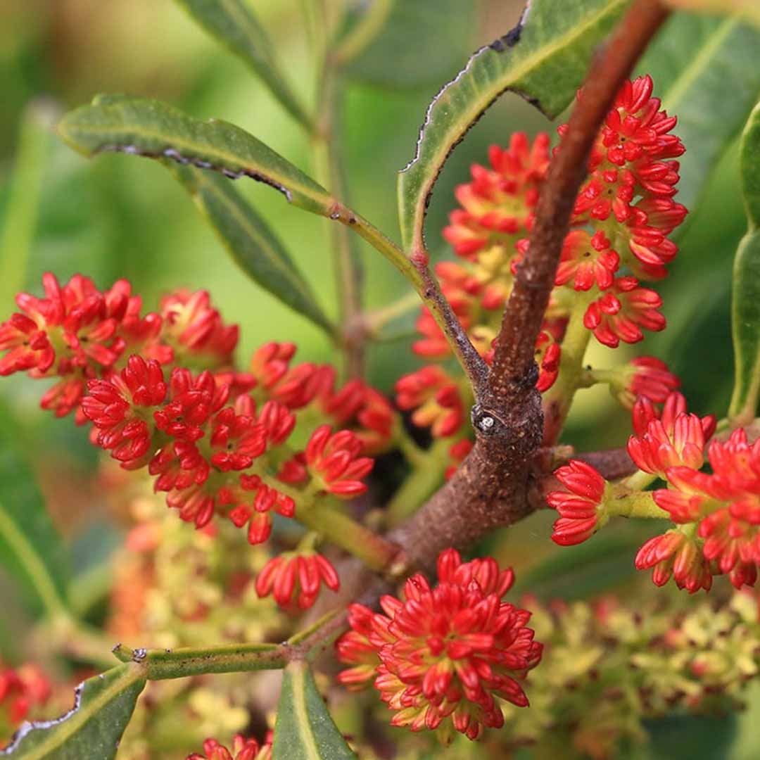 Buy 100% Pure Mastic Essential Oil in Bulk & Retail – Sva Naturals