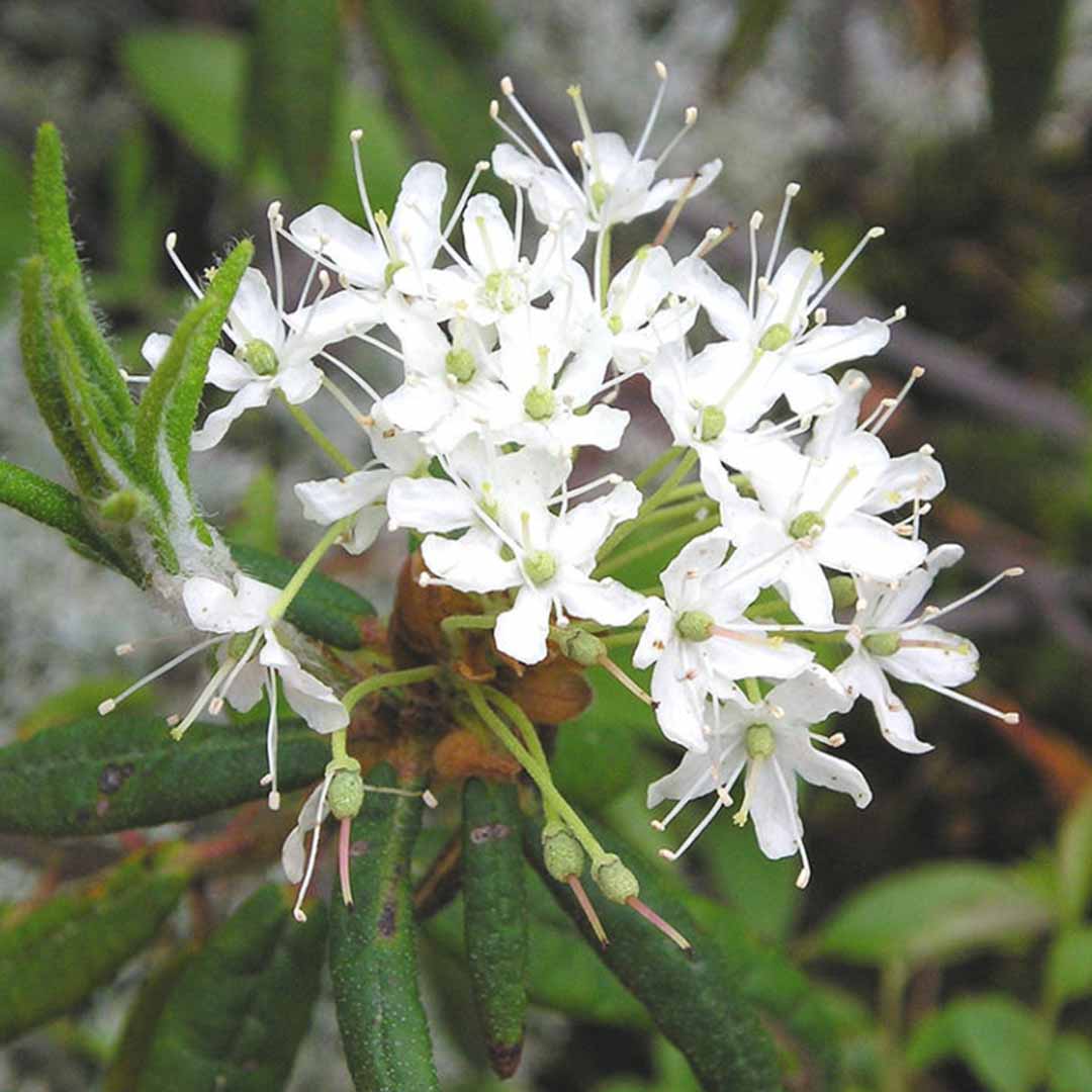 Buy 100% Pure Labrador Tea Essential Oil, Organic in Bulk & Retail ...
