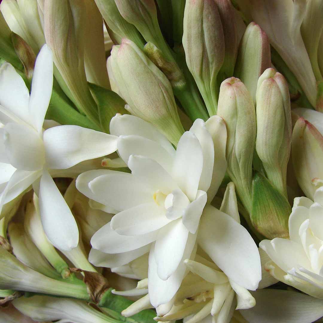 TUBEROSE ABSOLUTE – Sva Naturals