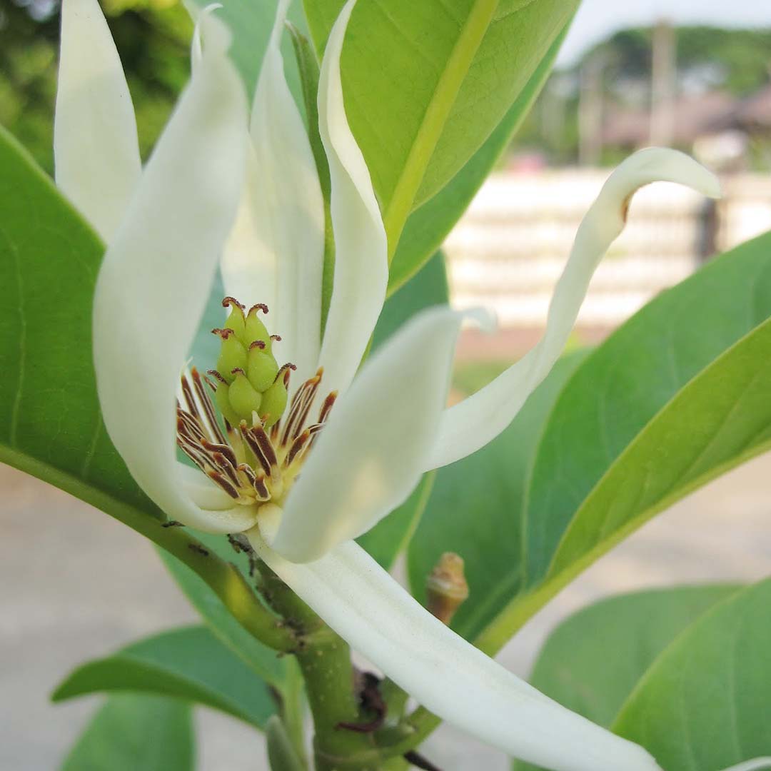 Michelia Alba Flower Oil – Sva Naturals