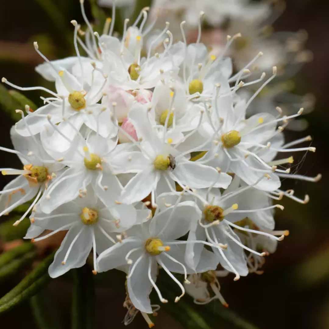 ORGANIC LABRADOR TEA FLORAL WATER – Sva Naturals