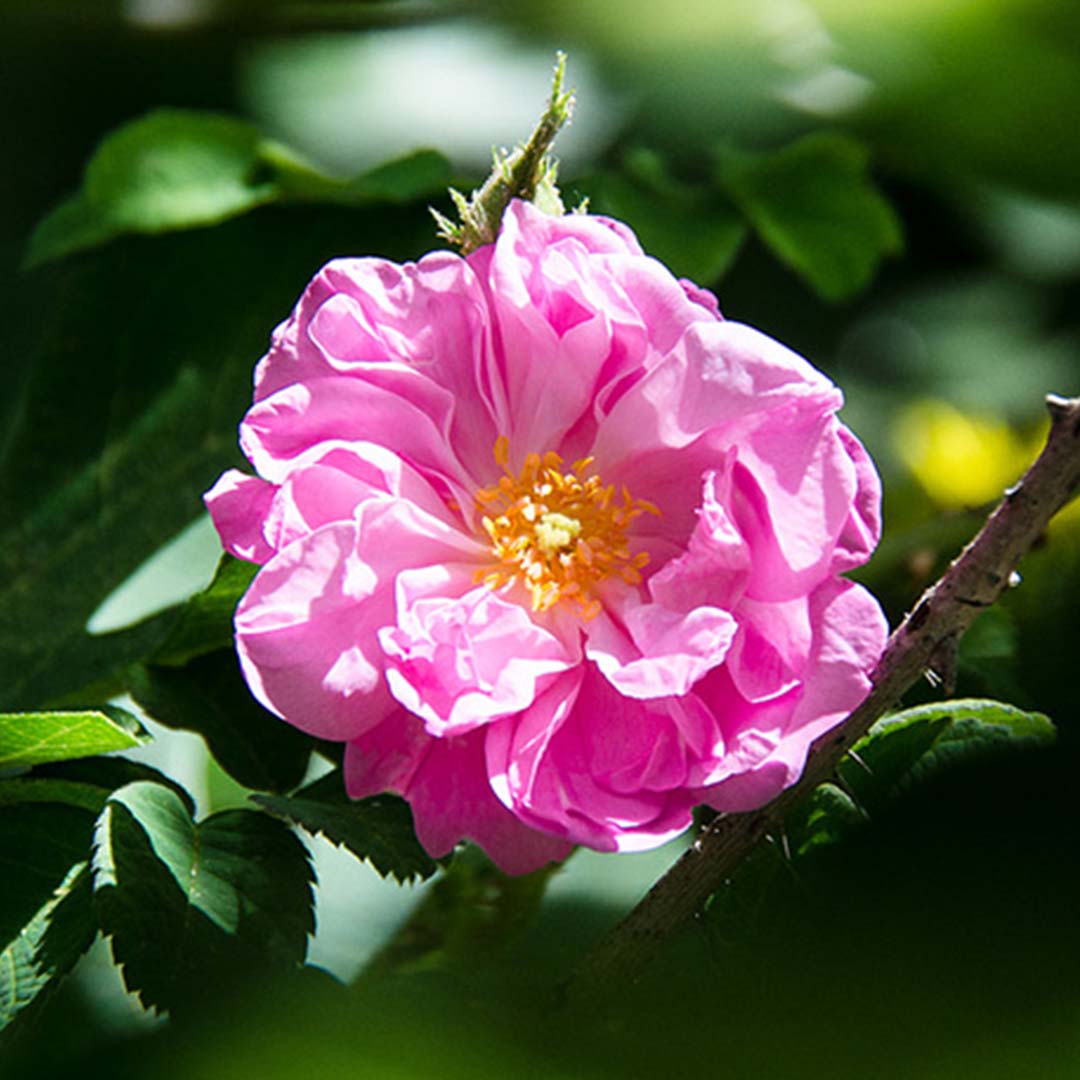 SVA Naturals: A Manufacturer & Bulk Seller of Rose Absolute Turkey ...