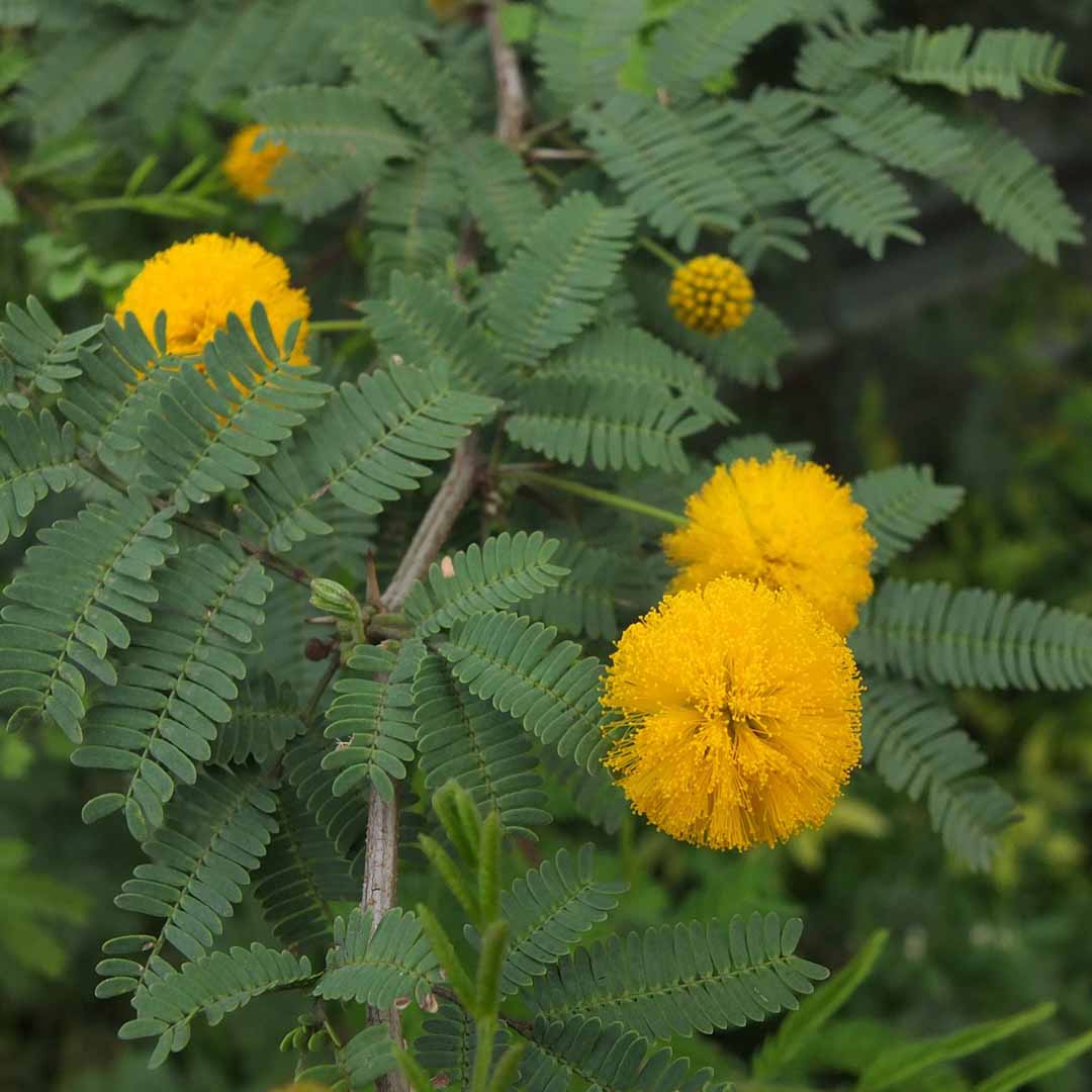 Cassie Tree Cassie | Happy Tree Friends Fanon Wiki | Fandom