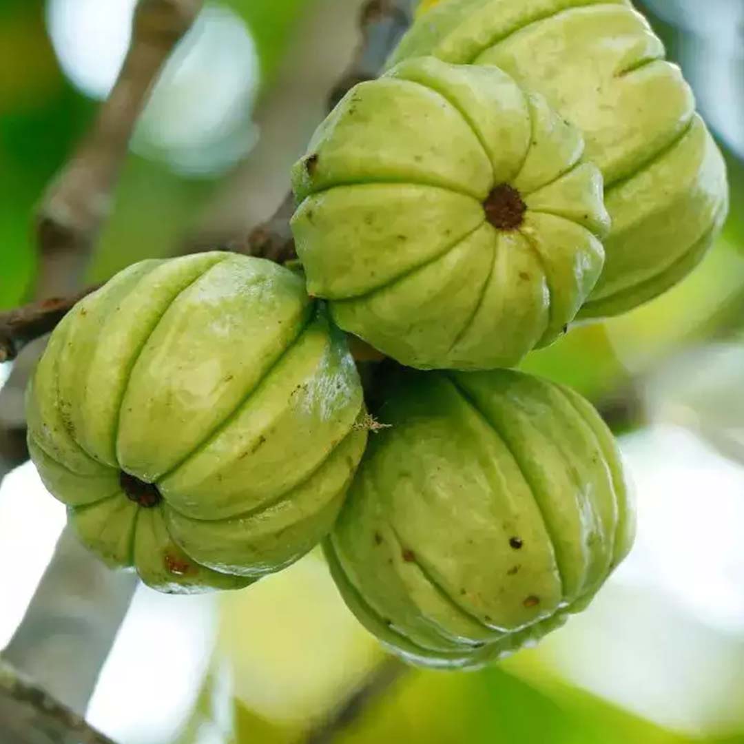 Buy Garcinia Extract online | Essential Natural Oils – Sva Naturals