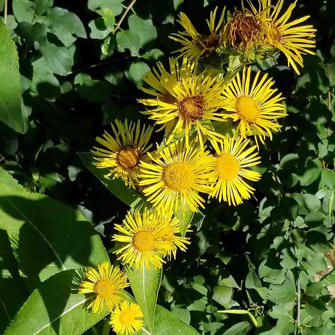 Inula Essential Oil – Sva Naturals