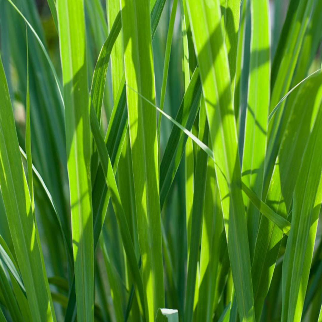 JAMAROSA ESSENTIAL OIL – Sva Naturals