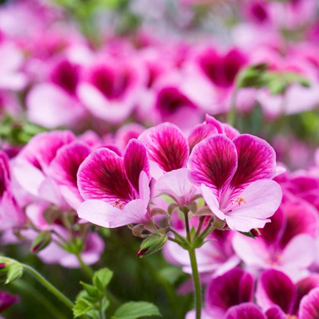 Geranium Floral Wax - Leading suppliers of exotic Geranium floral waxes ...