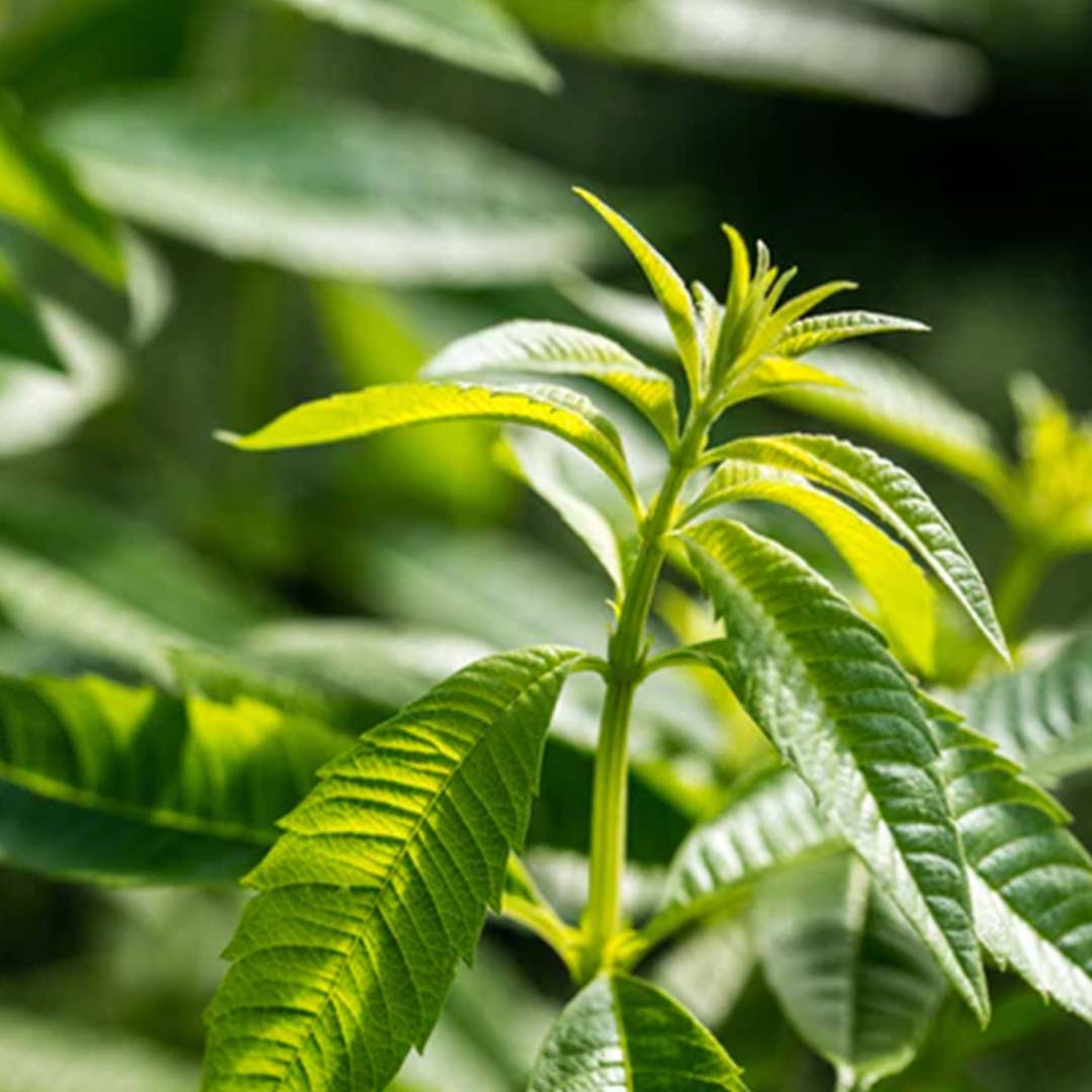 Buy 100% Pure Lemon Verbena Fragrance Oil in Bulk & Retail – Sva Naturals