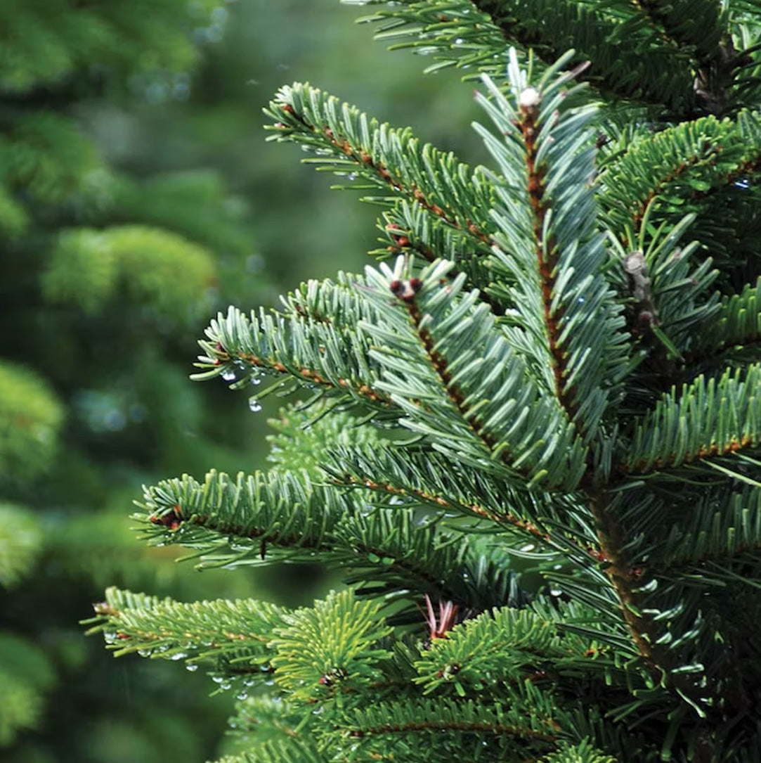 Buy 100% Pure Silver Fir Essential Oil in Bulk & Retail — SVA Naturals ...